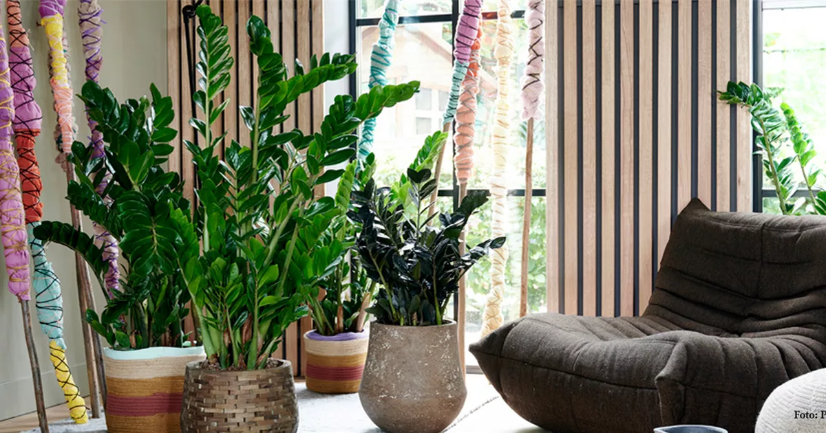 Pflanze des Monats Februar 2024: Zamioculcas - Blumen Klotz